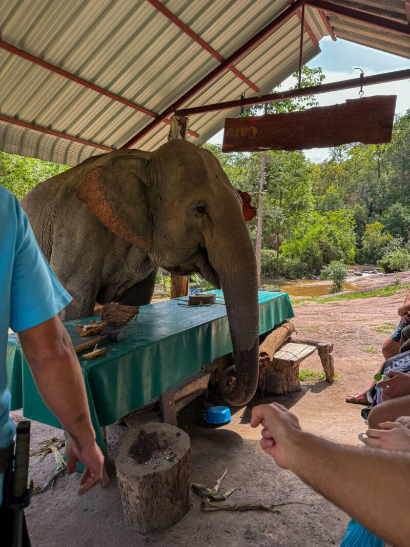The day at an Elephant Sanctuary in Thailand - Our Odyssey